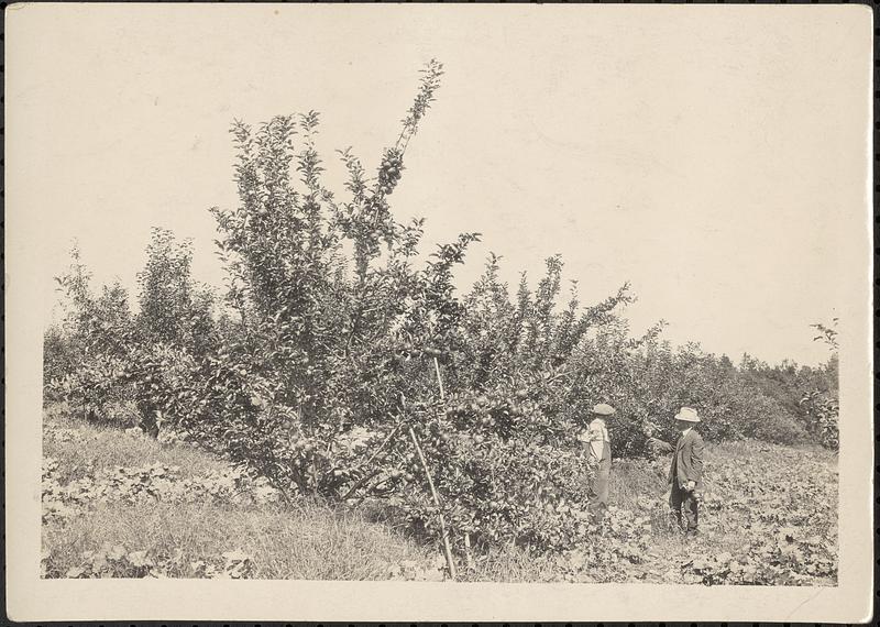Doc Davis talking to Harold B. Olsen in the Olsen Orchards, Elmhurst ...
