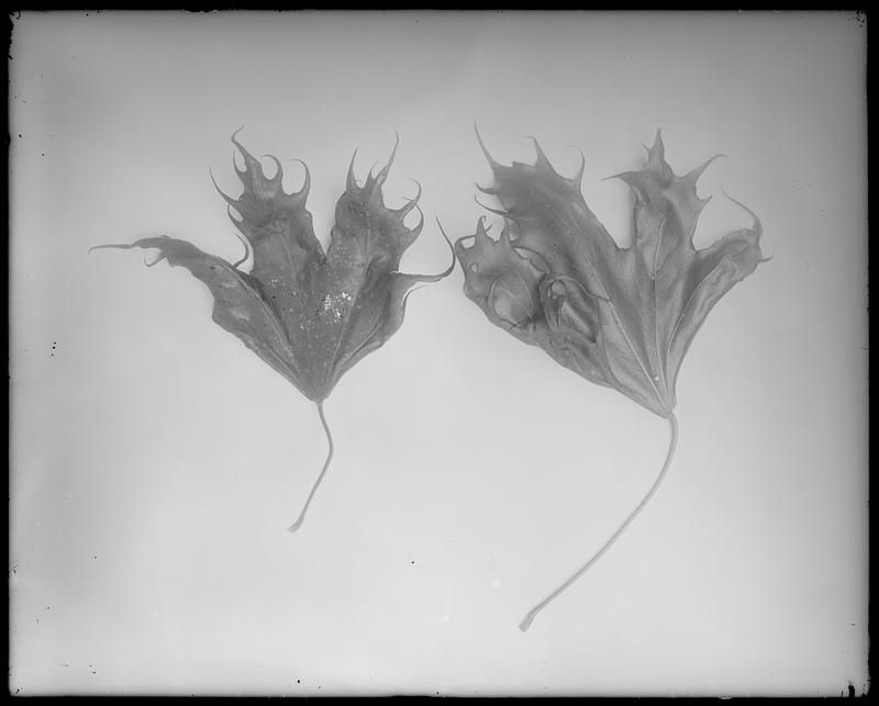 Acer: eagle's claw maple - Digital Commonwealth