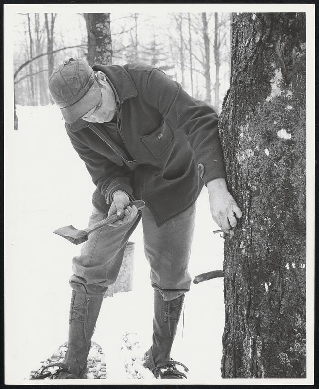 Sr. Woodstock Vt. - Avery Colston - So. Wood, drives the tap into the ...