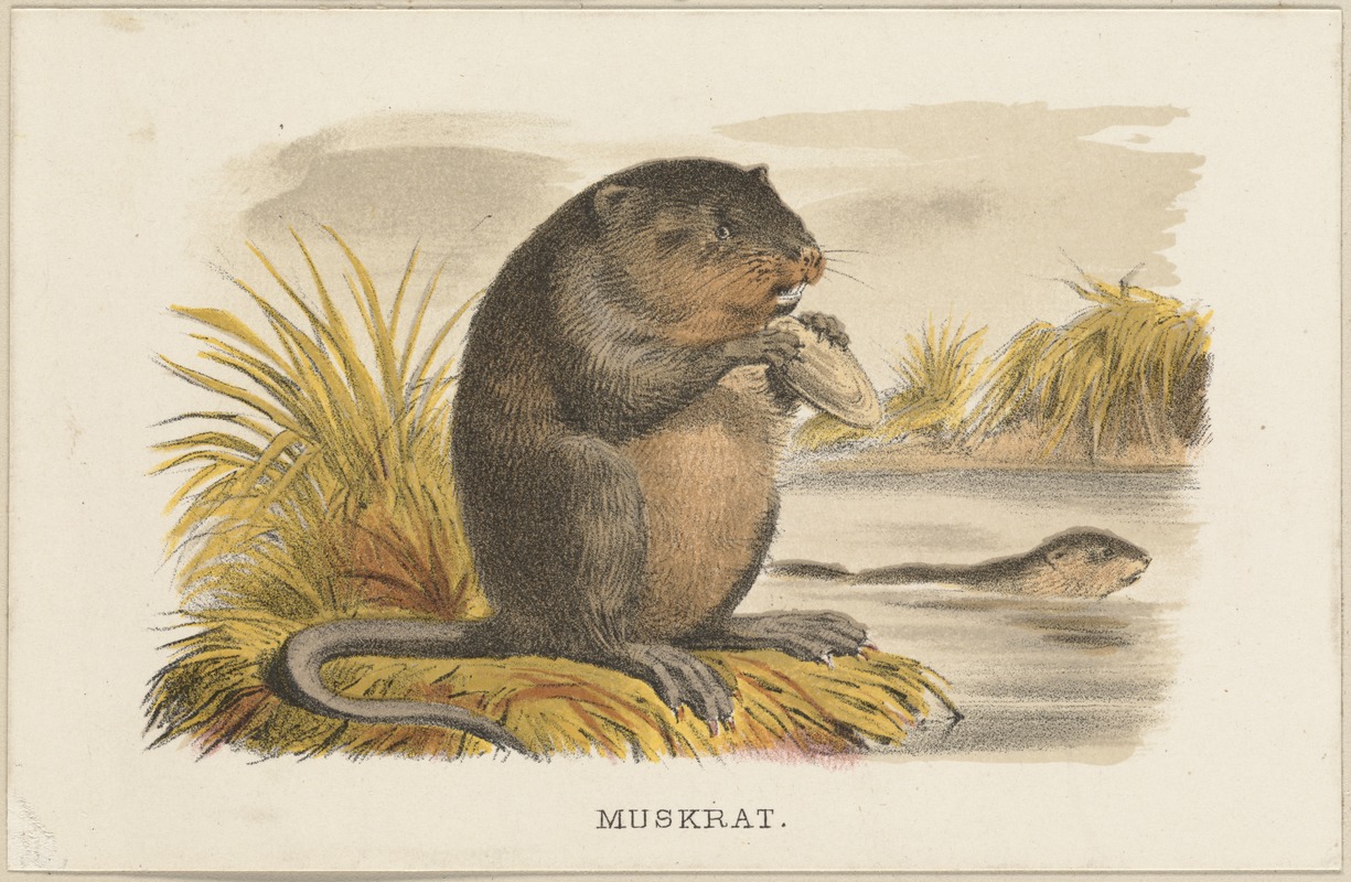 Muskrat - Digital Commonwealth