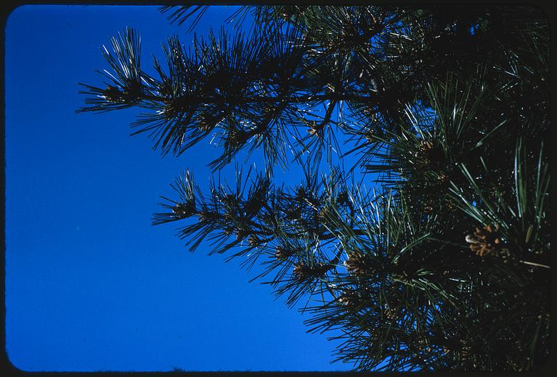 Pine tree, Arnold Arboretum, Boston - Digital Commonwealth