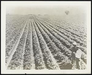 The Mormon Pioneers under Brigham Young were the first Anglo-Saxons to ...