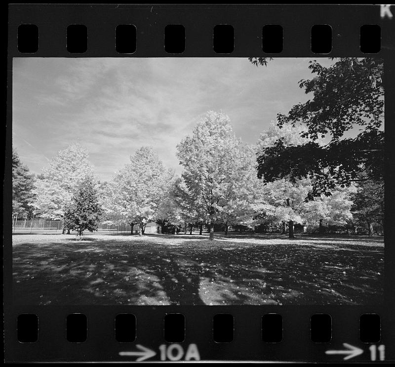 Atkinson Common foliage - Digital Commonwealth