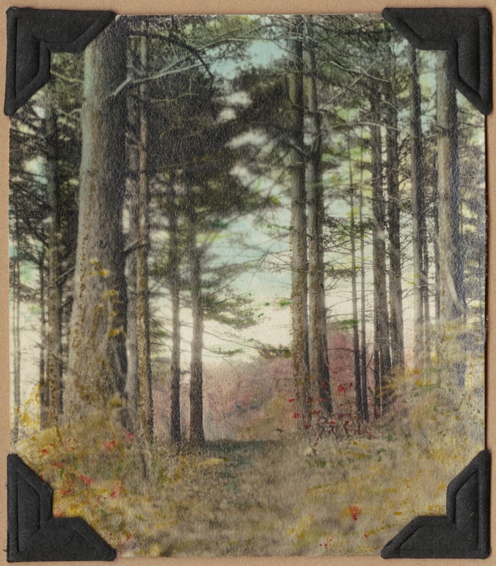 Forest aisle on the Alden Davis farm - Digital Commonwealth