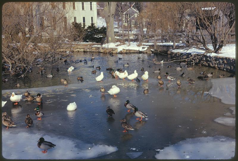 Sandwich, Mass. Birds winter in pollution-free millpond in Sandwich ...