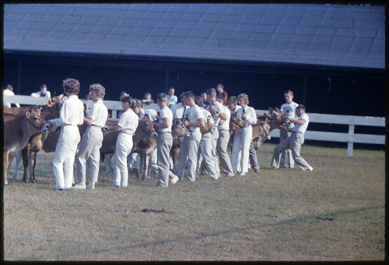 Cow 4H - Digital Commonwealth