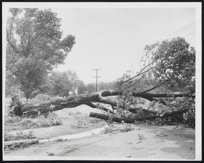 Giant Killer Wind - Huge gnarled tree blasted across Maple St. in ...