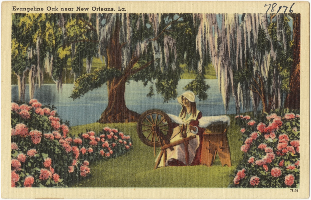 Evangeline Oak near New Orleans, La. - Digital Commonwealth