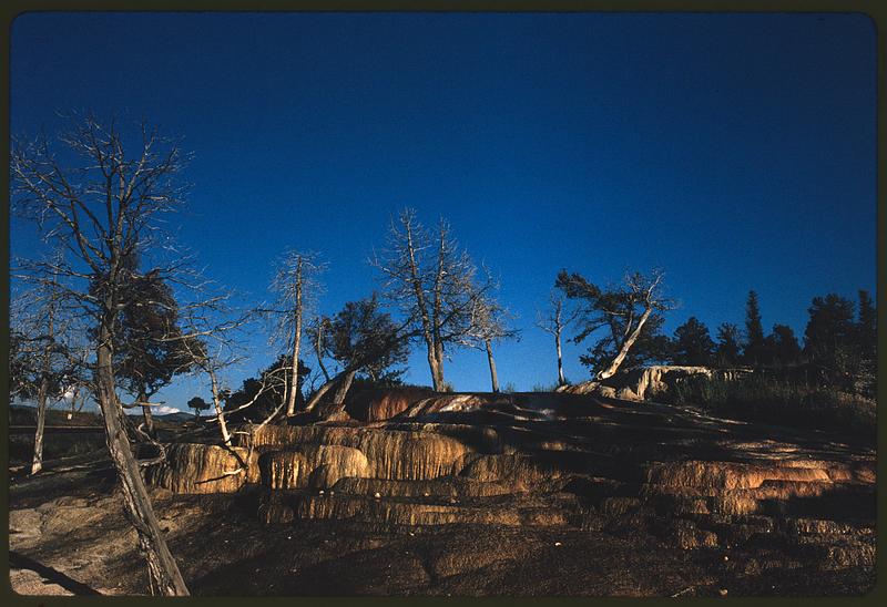 Trees on rock terraces, Yellowstone National Park, Wyoming - Digital ...
