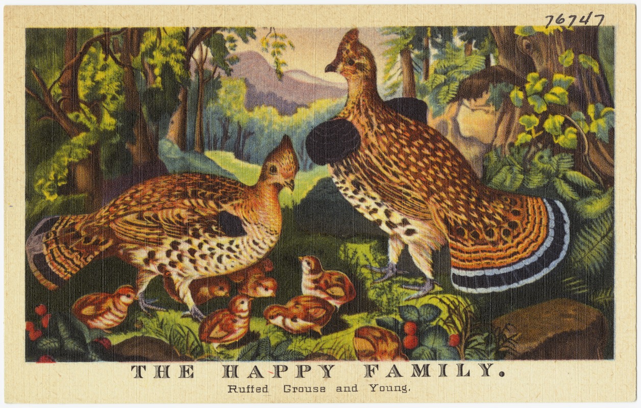 The happy family, Ruffed Grouse and Young - Digital Commonwealth