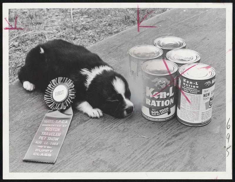 "Dollie" Frost Page Best Puppy half Shepher-half collie owned by Mike ...