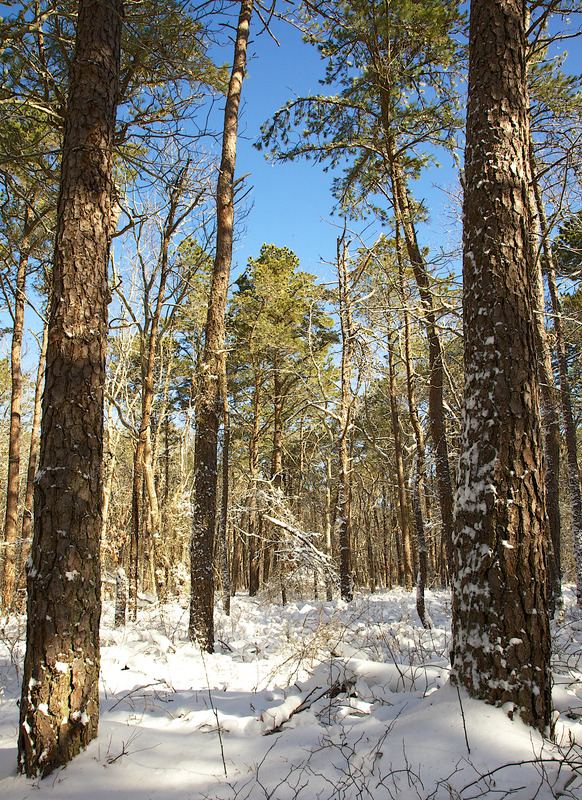 West Chop Woods - Digital Commonwealth