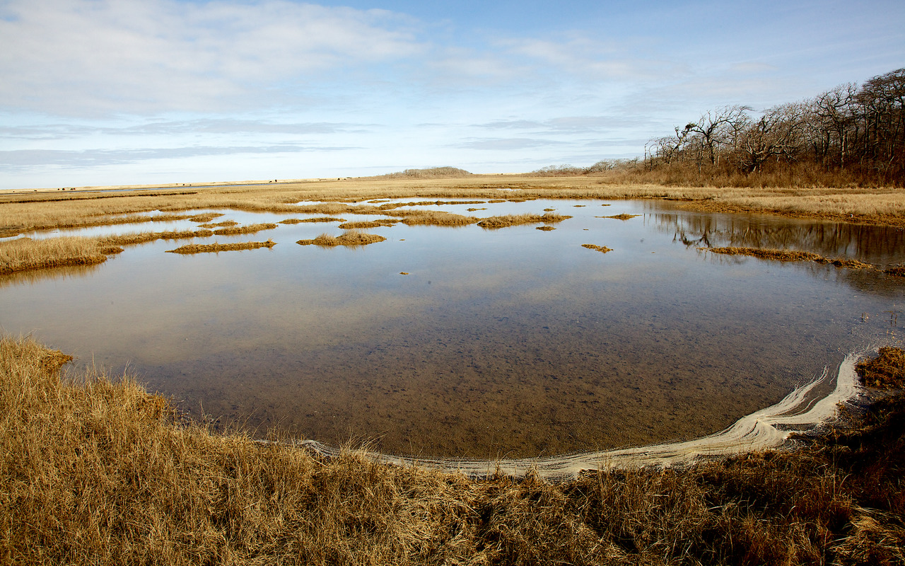 Pimpneymouse Farm - Poucha Pond Marsh - Edge of Wooded Island - Digital ...