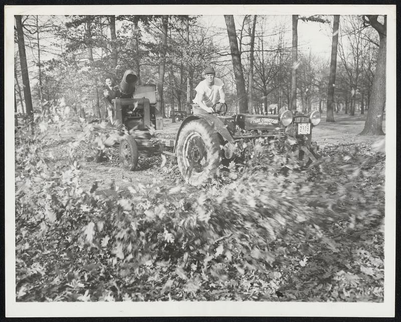 No More Raking. This Portland, Me., Park Department converted tree ...