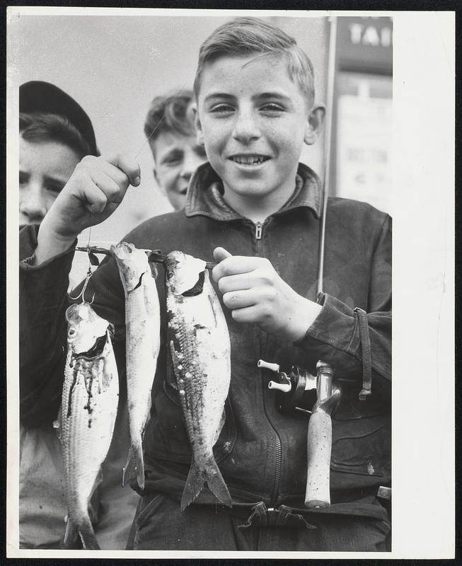 Herring Catch-The herring run in the Mystic river brought hundreds of ...