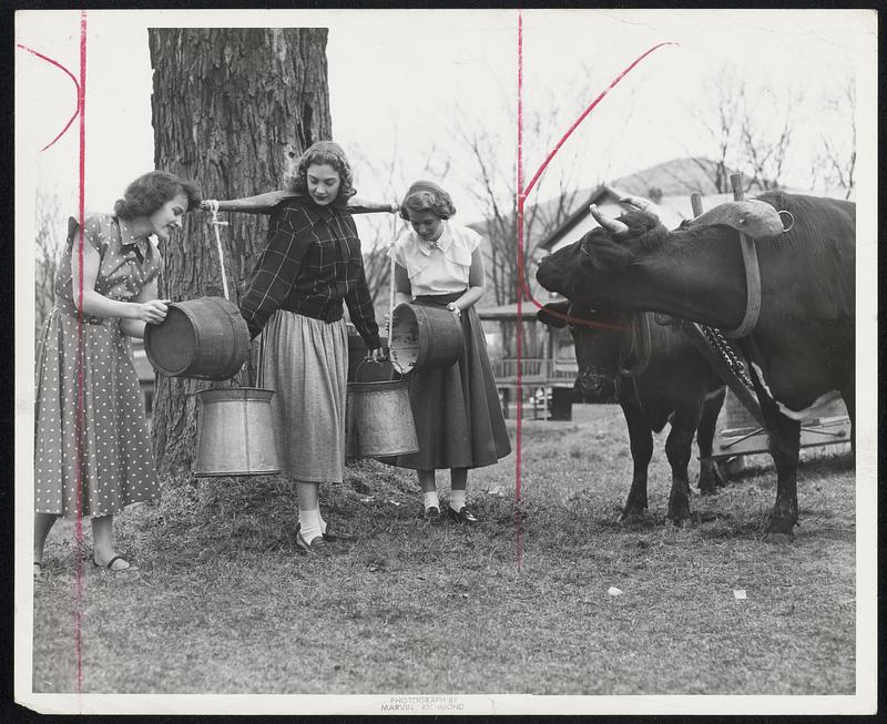 Maple Syrup Gathering has gone glamorous in Western Massachusetts ...