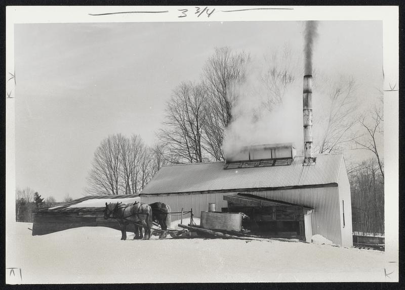 "Sap House", where sap is boiled down to Maple Syrup. - Digital ...