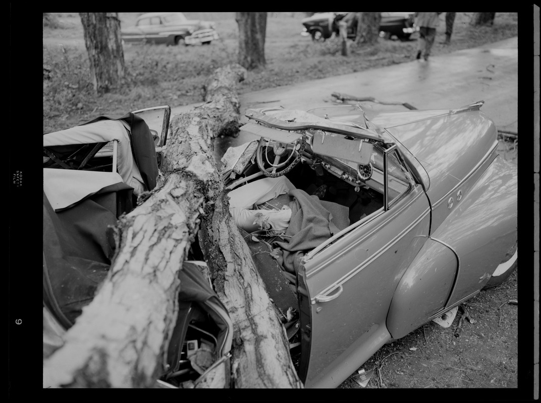 Tree branch smashed through car top - Digital Commonwealth