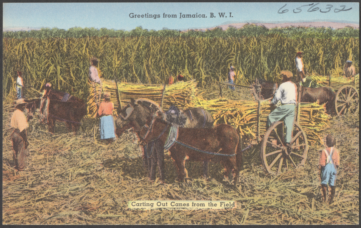 Greetings from Jamaica, B.W.I. Carting out canes from the field ...