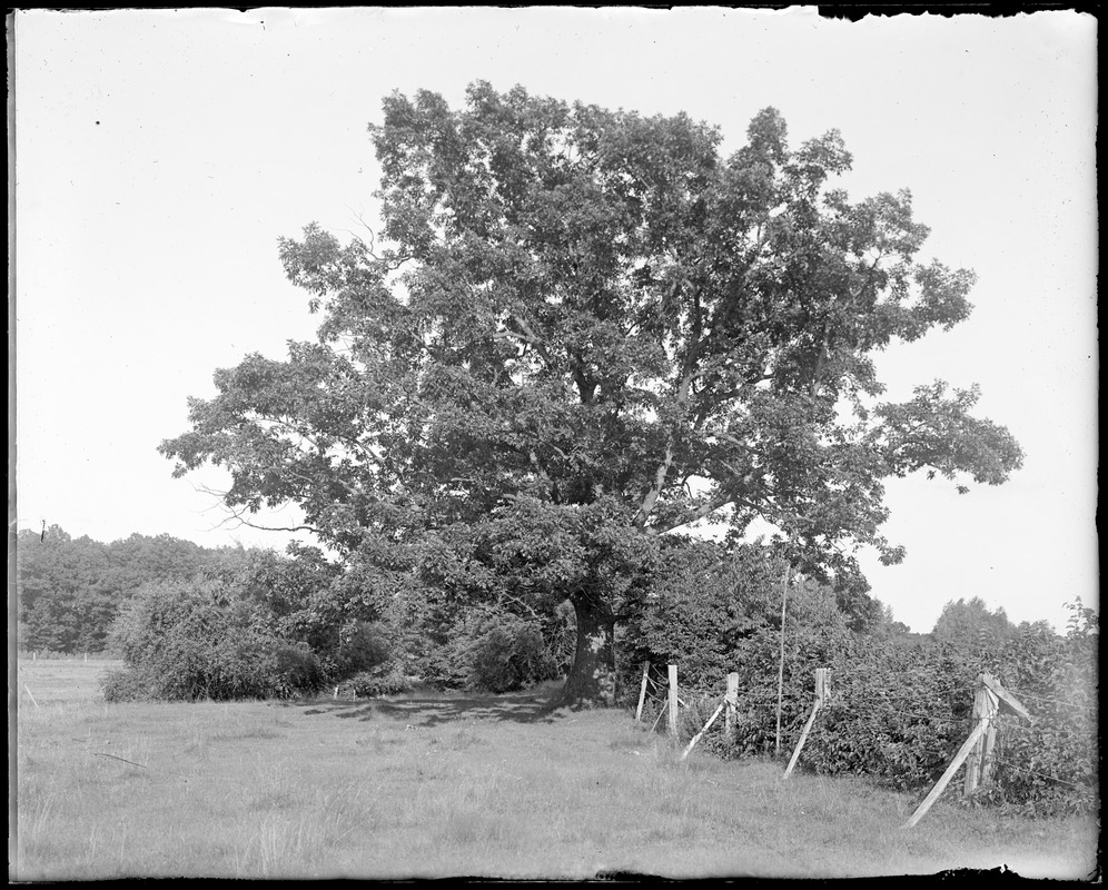 Oak tree east of town offices (Cooley lot) - Digital Commonwealth