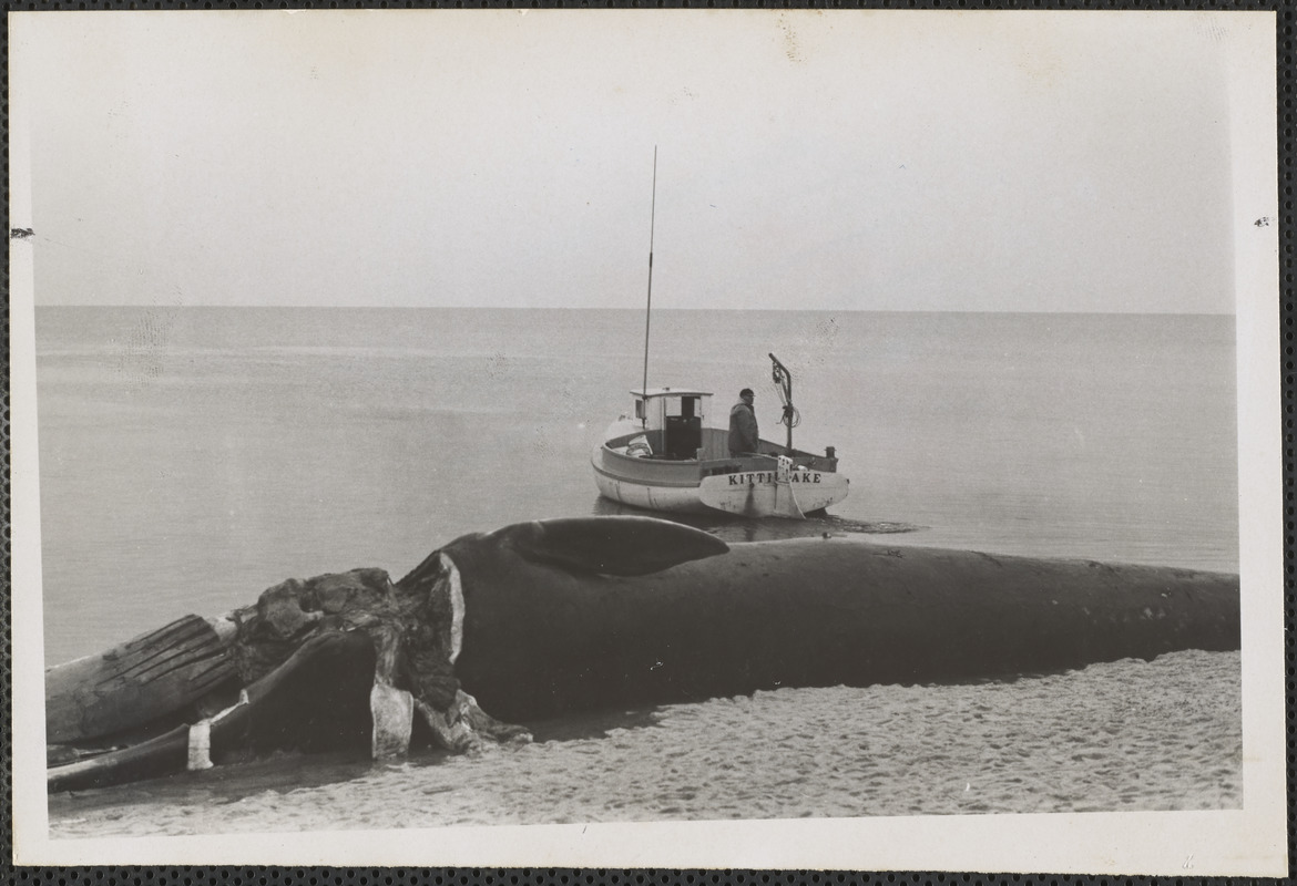 Whale carcass - Digital Commonwealth