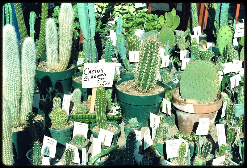 Cacti labeled for sale - Digital Commonwealth