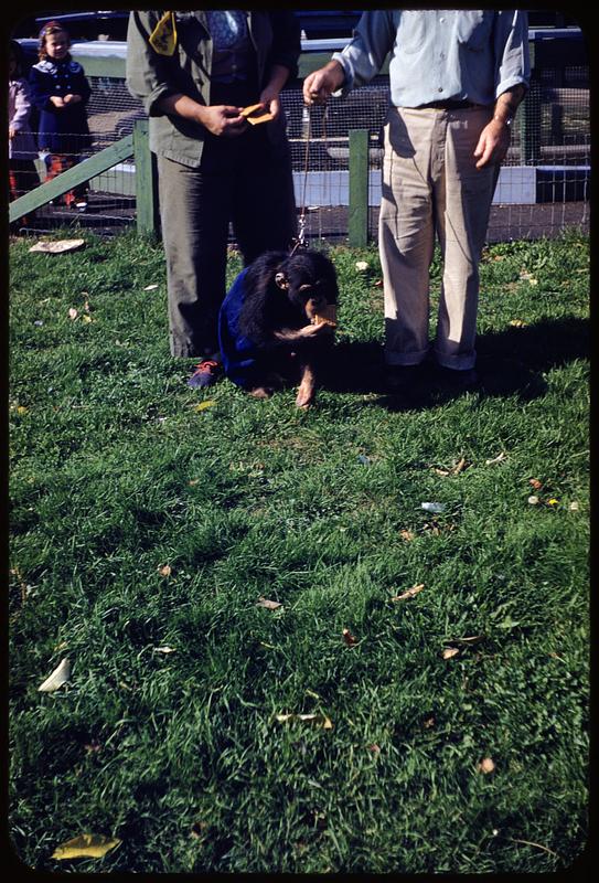 Chimp, Middlesex Zoo - Digital Commonwealth