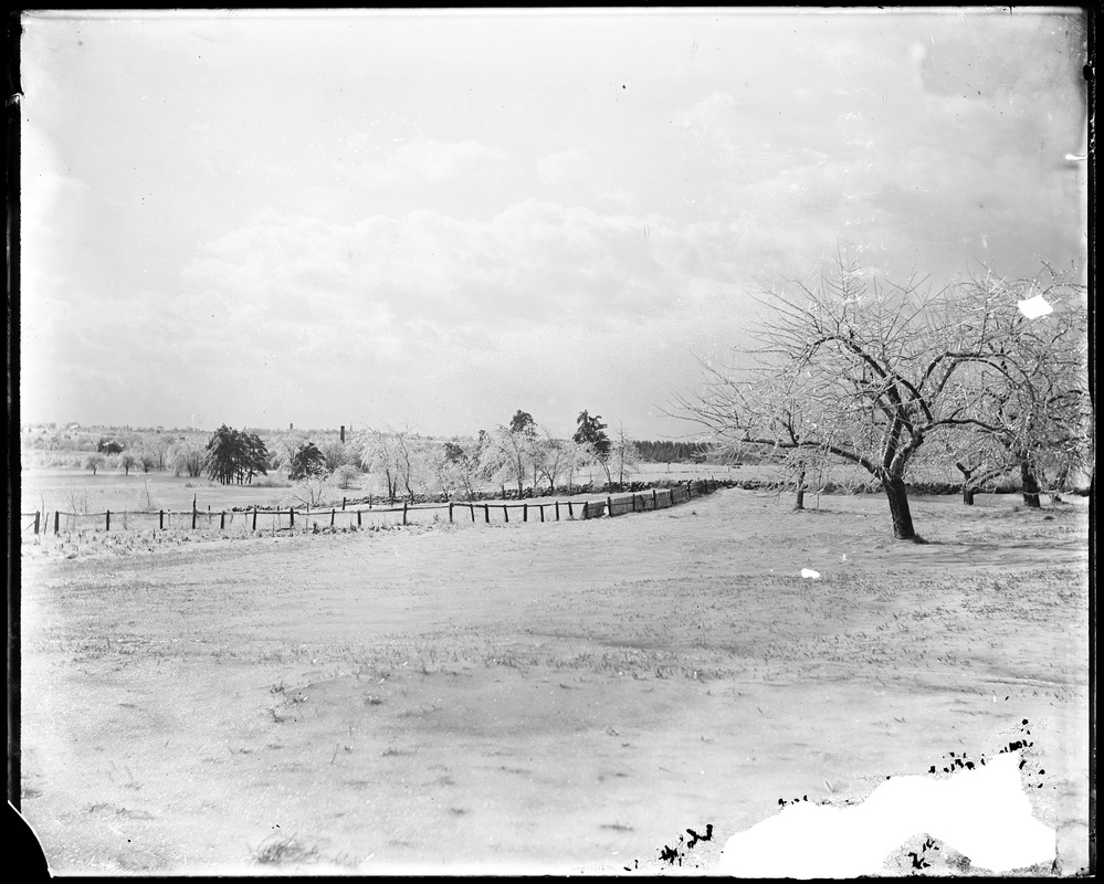 Trees covered with ice, Metcalfs field snow scene - Digital Commonwealth