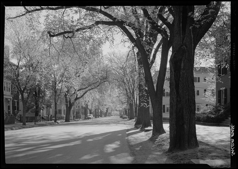 Chestnut Street, spring - Digital Commonwealth