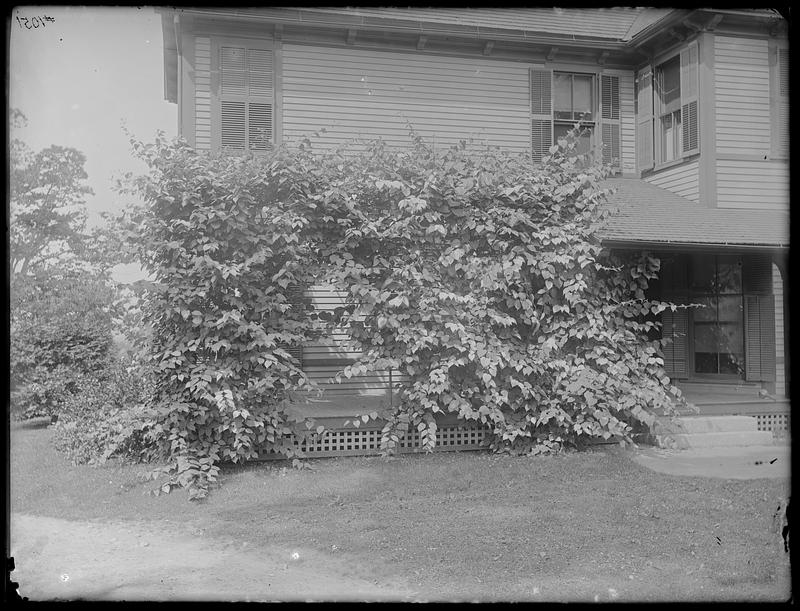 Actinidia polygama - Digital Commonwealth