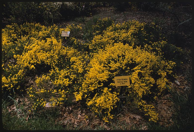 Cytisus Decumbens, Prostrate Broom, So. Europe - Digital Commonwealth
