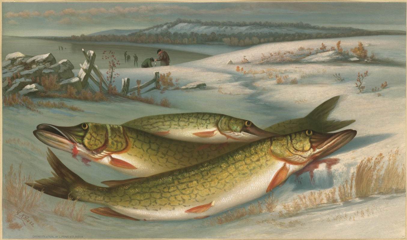 Pickerel - Digital Commonwealth