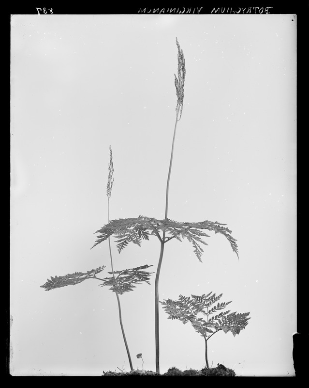 Botrychium virginianum - Digital Commonwealth