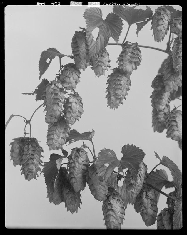 Humulus lupulus - Digital Commonwealth