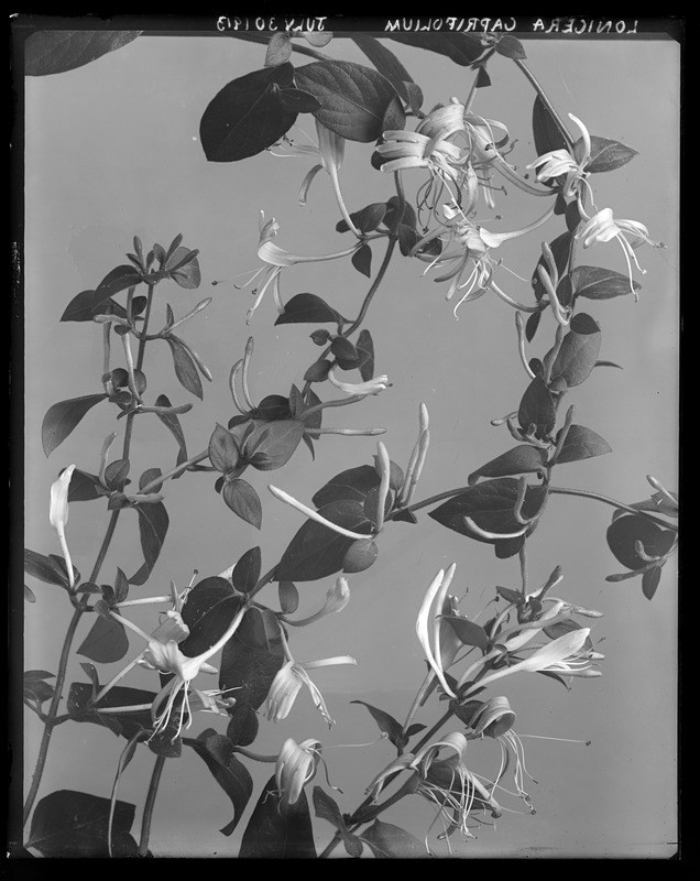 Lonicera caprifolium - Digital Commonwealth