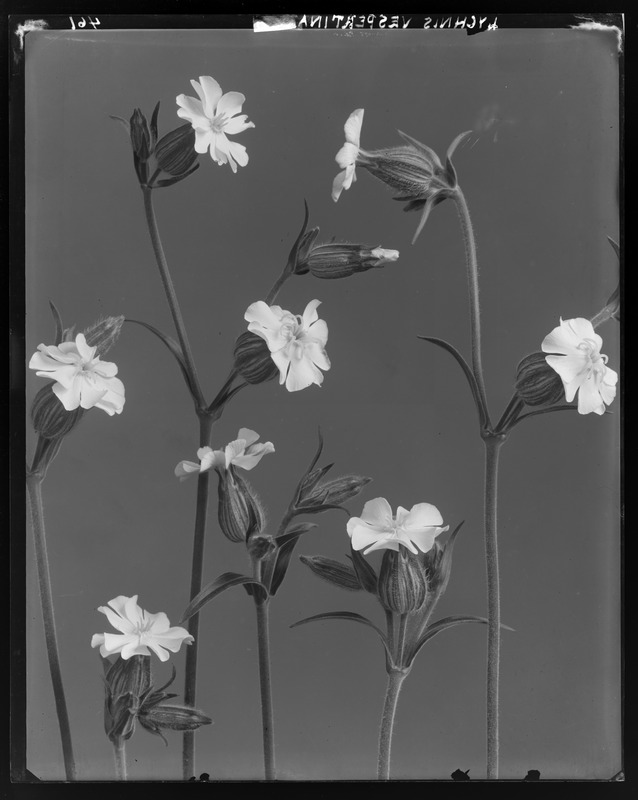 Lychnis vespertina - Digital Commonwealth