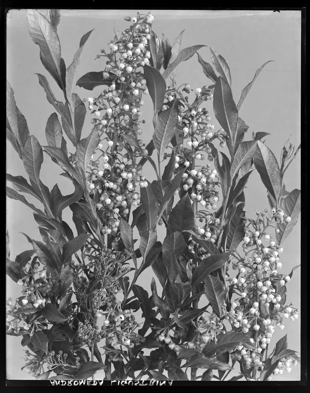 Lyonia ligustrina - Digital Commonwealth