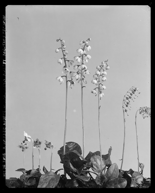 Moneses uniflora, Pyrola americana, Pyrola secunda - Digital Commonwealth