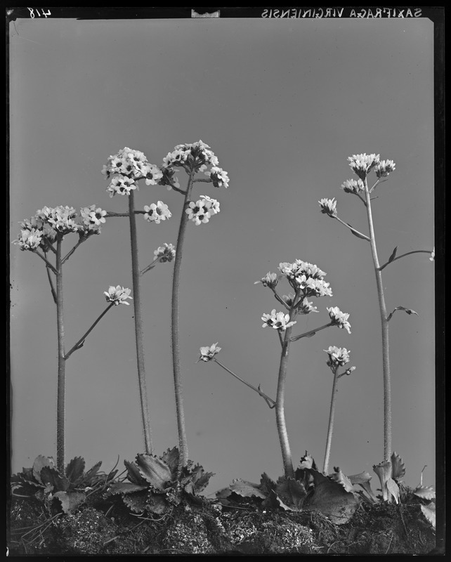 Saxifraga virginiensis - Digital Commonwealth