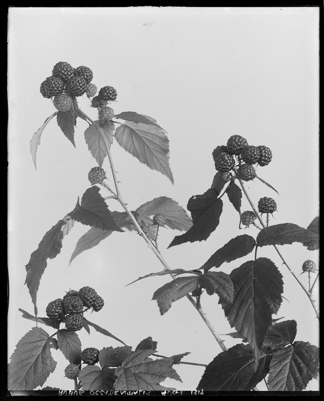 Rubus occidentalis - Digital Commonwealth