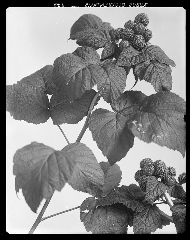 Rubus occidentalis - Digital Commonwealth