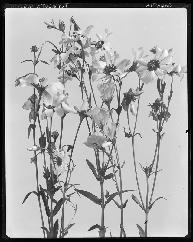 Sabatia - Digital Commonwealth