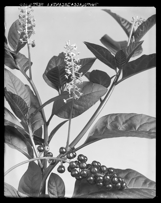 Phytolacca decandra - Digital Commonwealth