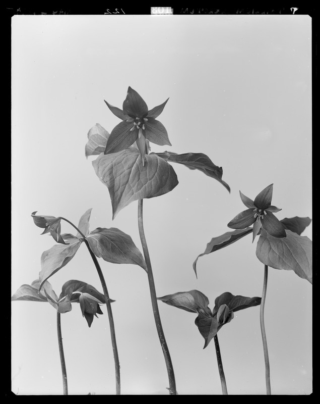 Trillium erectum - Digital Commonwealth