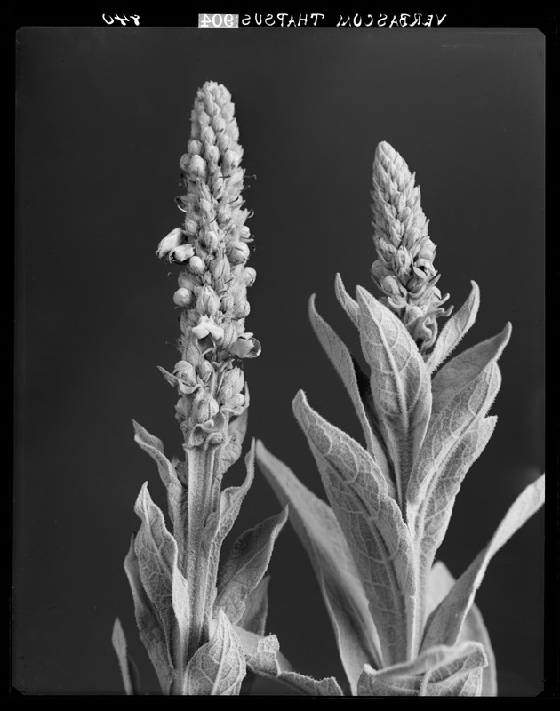 Verbascum thapsus - Digital Commonwealth