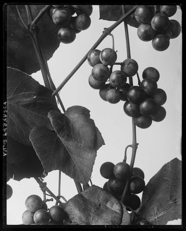 Vitis labrusca - Digital Commonwealth