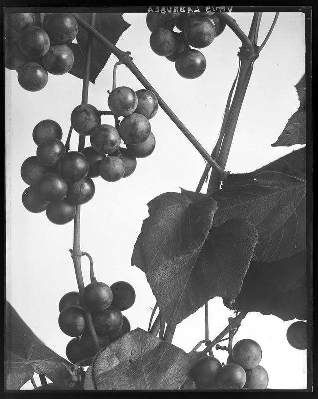 Vitis labrusca - Digital Commonwealth