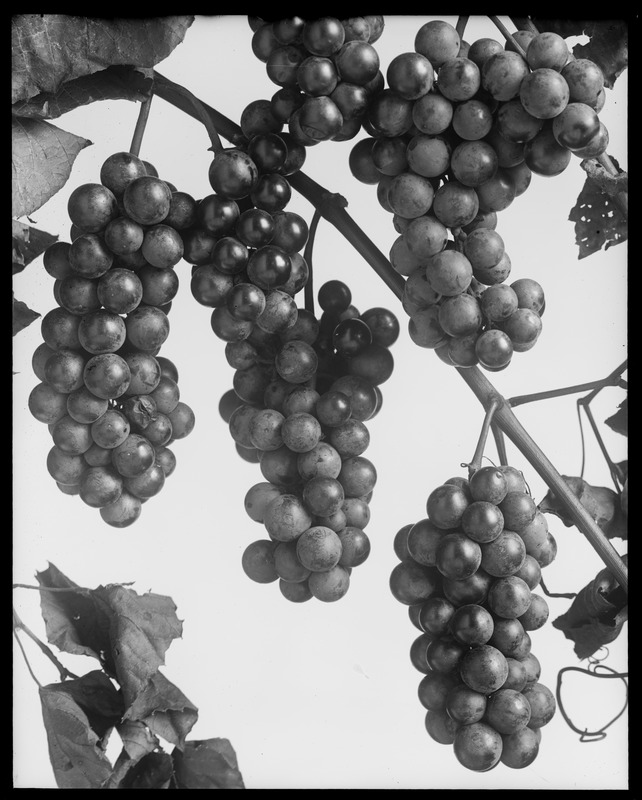Vitis aestivalis - Digital Commonwealth