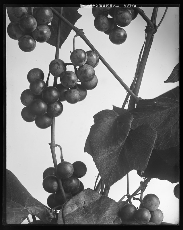 Vitis labrusca - Digital Commonwealth