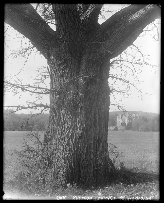 Quercus - Digital Commonwealth